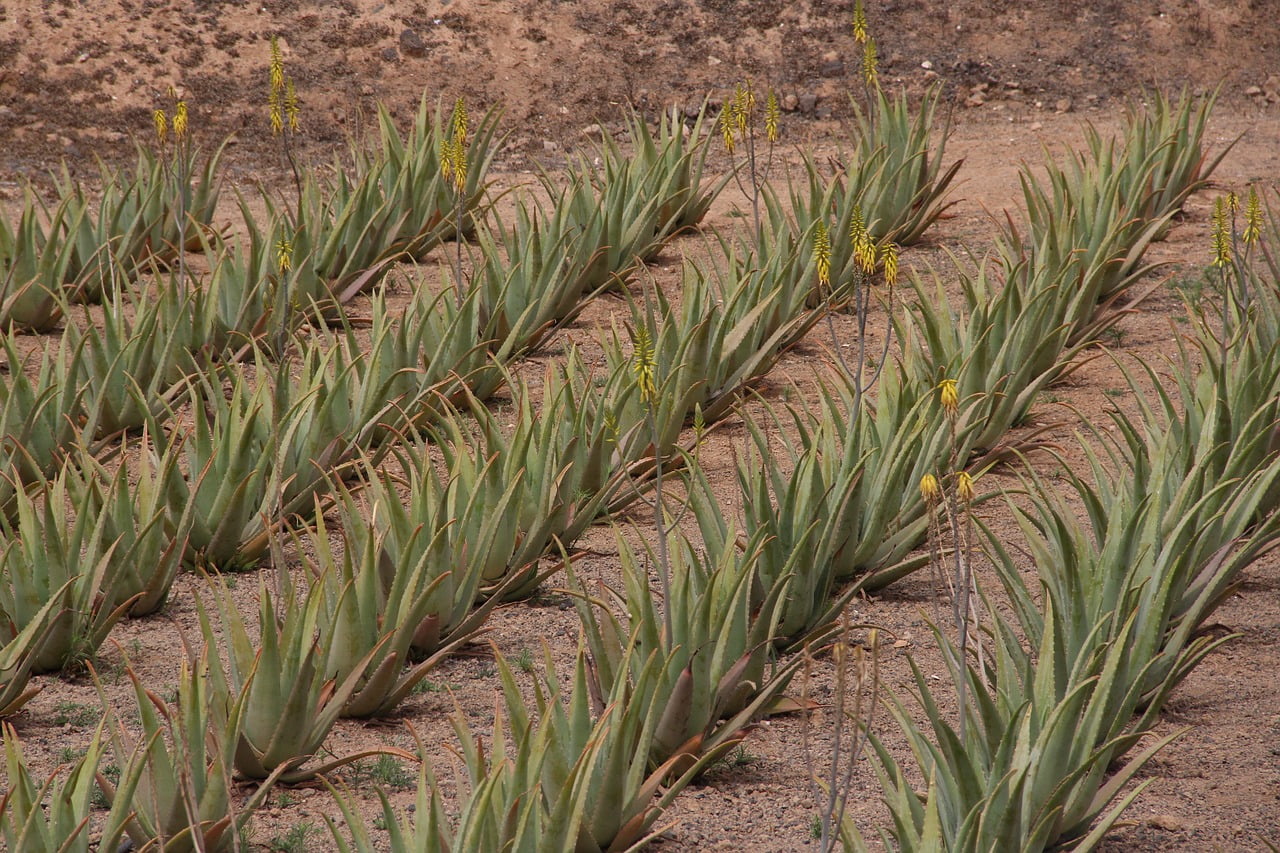 What Is Aloe Vera Farming Aloe Vera Cultivation And Plantation